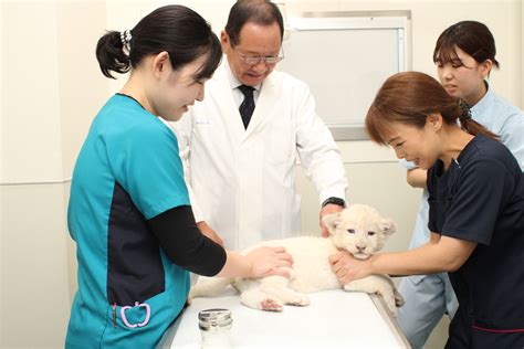 渋谷キャンパスにホワイトライオンの赤ちゃんが来ました！！ インフォメーション ヤマザキ動物看護専門職短期大学