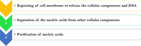 bio75 lecture flashcards quizlet