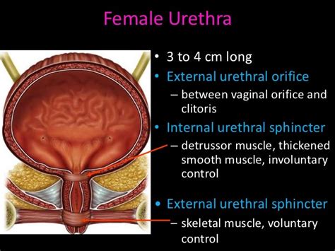 Bladder And Injuries