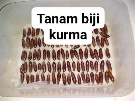 Nindya Tw Memanfaatkan Biji Kurma