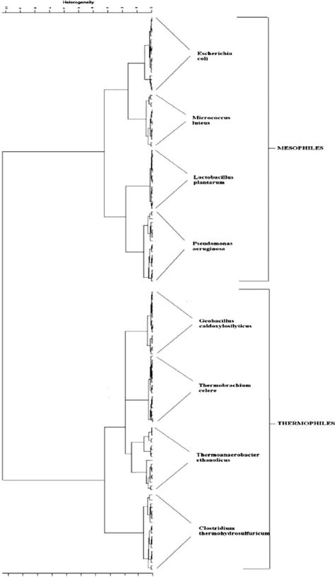 Hierarchical Cluster Analysis Performed On The First Derivative Spectra