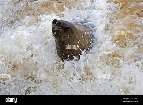 South African Fur Seal Arctocephalus Pusillus Female Playing With
