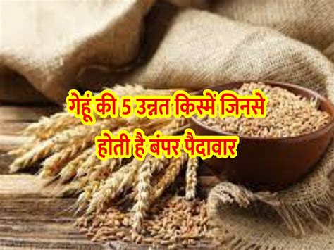Wheat Varieties गेहूं की 5 सबसे नई उन्नत किस्में जो देंगी अच्छे
