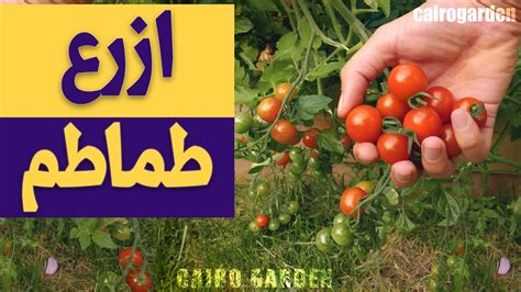 ازرع طماطم و كُل كل يوم طماطم ببلاش 🍅🍅🍅 دليل زراعة الطماطم بنجاح