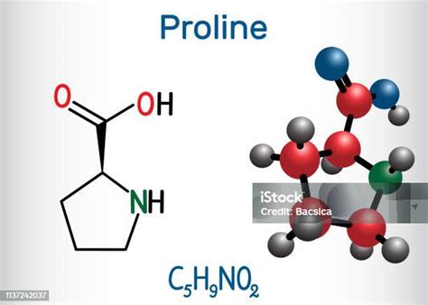 프롤린 단백질 형성 아미노산 분자 구조 화학 공식 및 분자 모델 0명에 대한 스톡 벡터 아트 및 기타 이미지 Istock