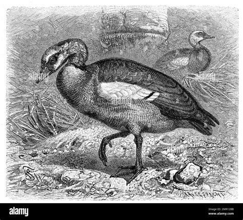 Vogel Nilgans Alopochen Aegyptiaca Historisch Digital Restaurierte Reproduktion Von Einer