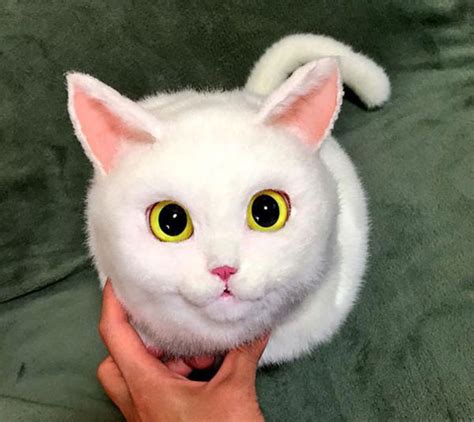 کیف های گربه ای برای دوست داران گربه ها مجله تصویر زندگی