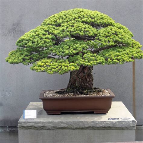 Bonsai Trees And Bonsai Care Info — Love My Bonsai