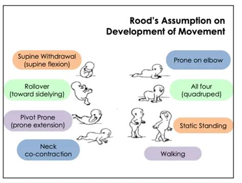 Mulligan Concept Manual Therapy Physical Therapy