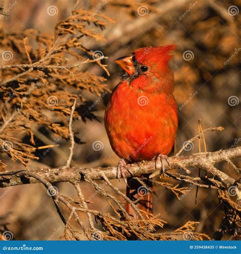 Close Up Shot Of A Young Male Northern Cardinal On A Branch Stock Image Image Of Color