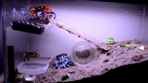Halloween Crabs Exploring Their New Enclosure Youtube