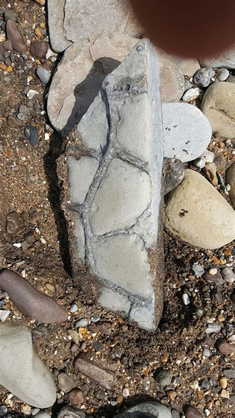 Isle Of Wight Fossils Fossil Id The Fossil Forum