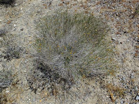 Bebbia Juncea Asteraceae
