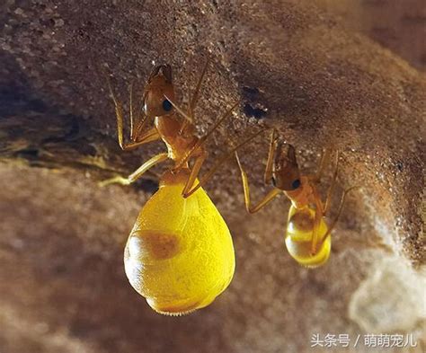 Vip Access Golden Honeypot Ants The Ant Vault
