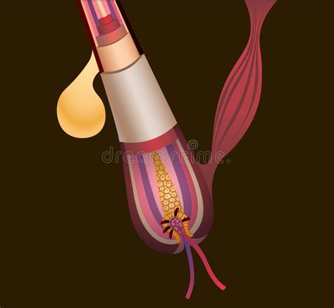 Explication Détaillée De Structure Et D anatomie De Cheveux