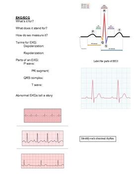 Student Notes For Anatomy Ch11 Cardiovascular System By Brandon Ray