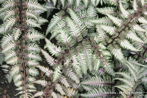 Athyrium Niponicum Pewter Lace Janet Davis Explores Colour