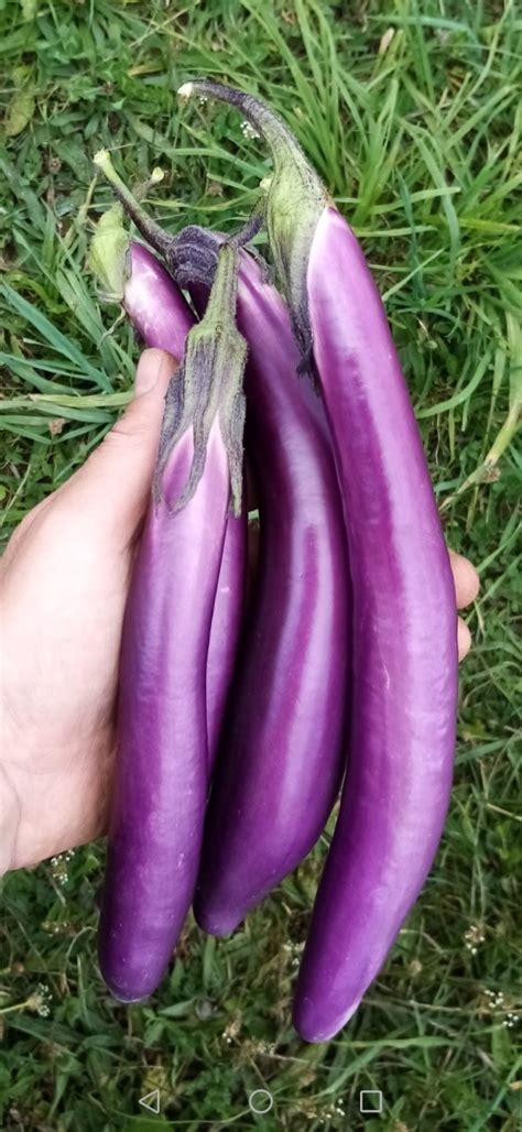 Aubergine Long Purple Dean Forest Food Hub South