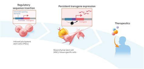 Sustained Transgene Expression In Engineered Ipsc Derived Tissue