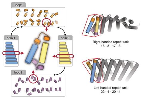 Exploring The Repeat Protein Universe Through Computational Protein Design Abstract Europe PMC