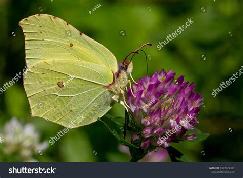 Common Brimstone Gonepteryx Rhamni Stock Photo Edit Now