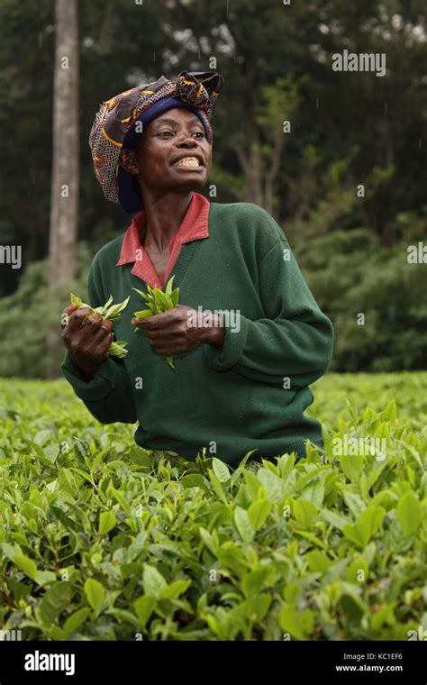 Cueilleur De Thé Forêt De Kakamega Forêt Tropicale Humide Kenya