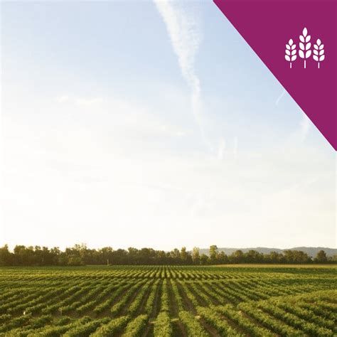 Especialización en Análisis Económico y Gestión en las Cadenas de Valor Agroalimentarias UCSF