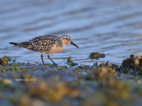 コオバシギ夏羽 小さな可愛い生き物たち