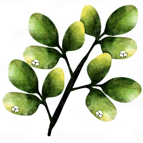 Types Of Leaf 42541338 Png