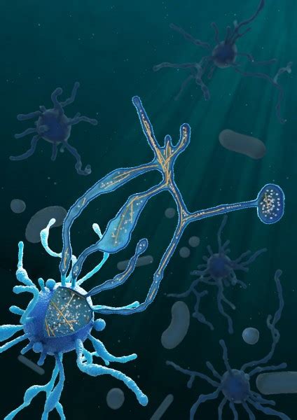 Archaea