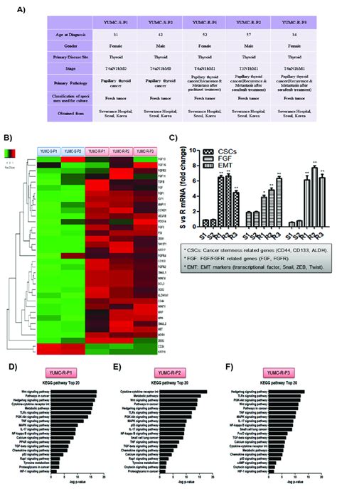 Characteristics Of All Examined Papillary Thyroid Cancer Ptc Cell