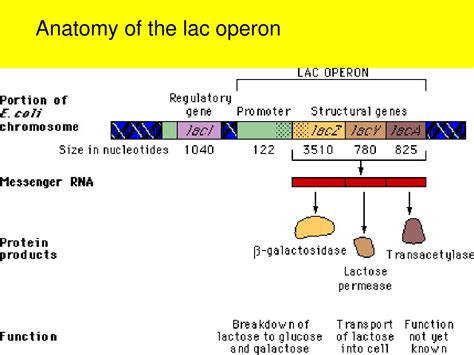 Ppt Bacterial Genetics Powerpoint Presentation Free Download Id 2884064