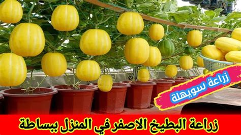 ☀️ من البذرة إلى الحصاد ☀️ زراعة البطيخ الأصفر في المنزل 🍈😋 دليل