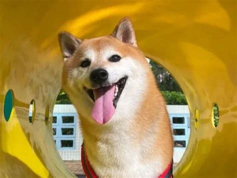 Muere Cheems El Perrito Viral De Redes Sociales