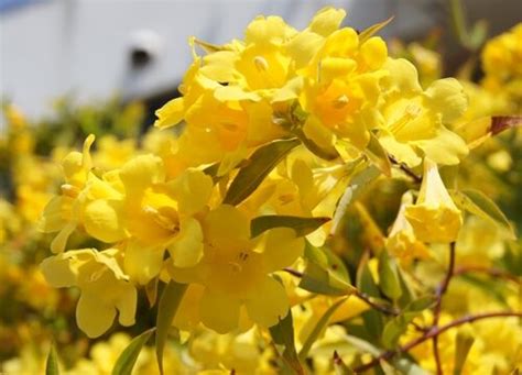 カイヅカイブキ貝塚伊吹メイの気まぐれ植物図鑑