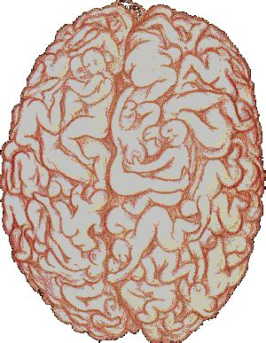 Brain S