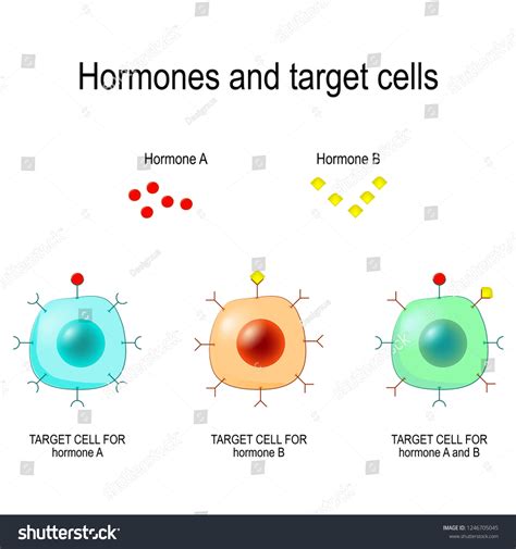 Target Cell