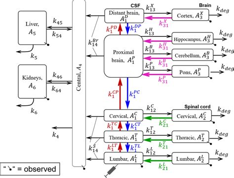A Whole Body Pbpk Model Structure A Fully Parameterized Model