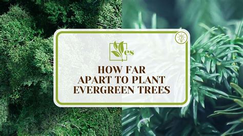 How Far Apart To Plant Evergreen Trees And Ideal Spacing