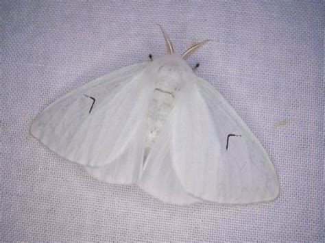 Arctornis L Nigrum