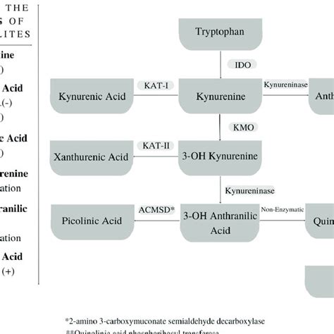 Kynurenine Pathway And Some Of The Effects Of Metabolites Download