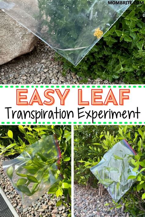 Easy Leaf Transpiration Experiment Plants Science Experiments Plant