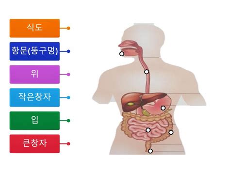 사람의 소화기관 Labelled Diagram