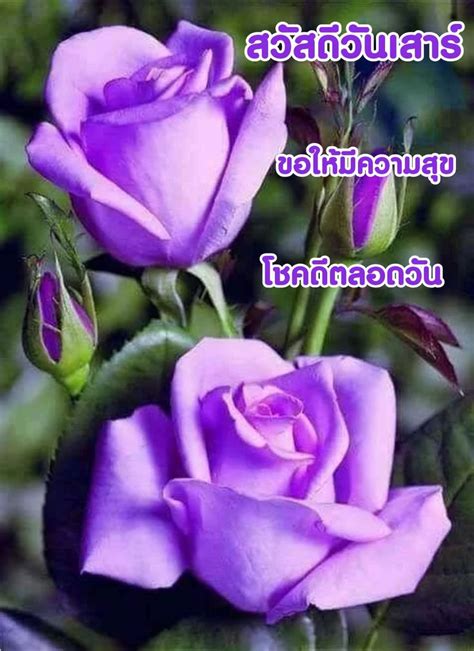 ปักพินโดย Ramchai Chuenbumrung ใน สวัสดีวันเสาร์ ดอกไม้สีม่วง ดอกกุหลาบสวยๆ ช่อดอกไม้