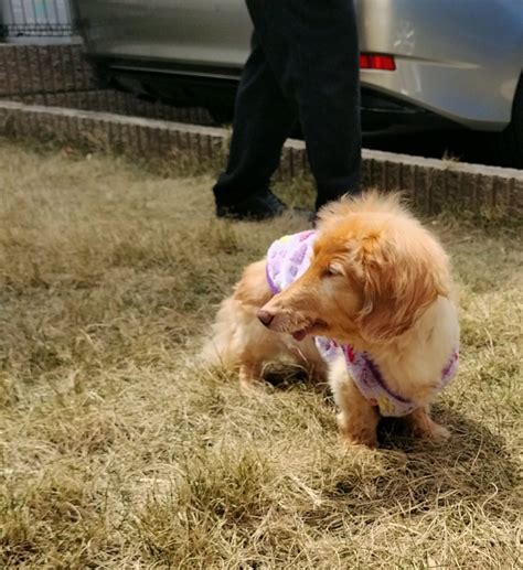 狂犬病ワクチン接種 Yukabonのブログ