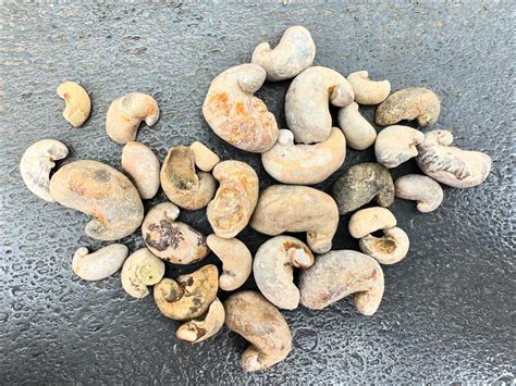 Small Fossilized Shells R Fossils