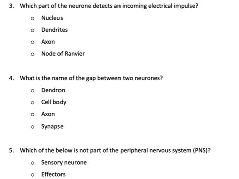 The Human Nervous System Quiz Pdf Teaching Resources