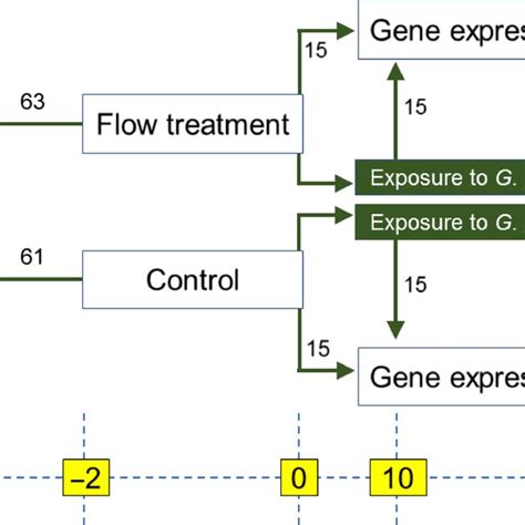 Schematic Summarizing Experimental Design Time Lower Boxes Is Download Scientific Diagram