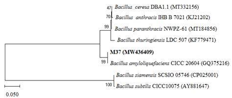 A Phylogenetic Tree Based On The Nucleotide Sequences Of The 16s Rdna