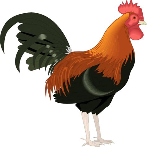 Colección 53 Clipart Manok Panabong Png Excelente